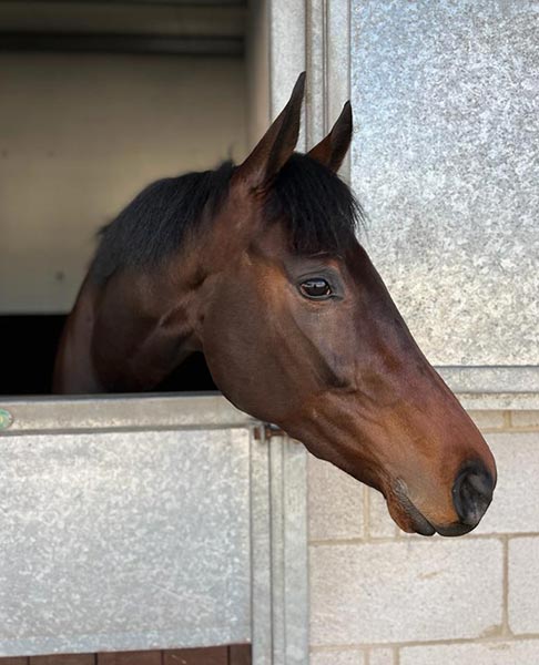 Horses – Ruby Red Racing